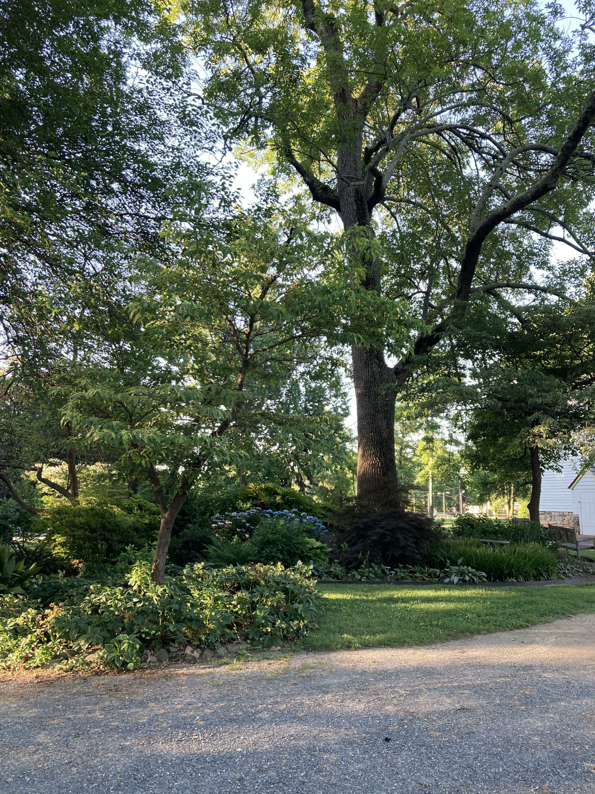 A Jewel in the Queen City's Crown : Treasure Trees - Historic Rosedale