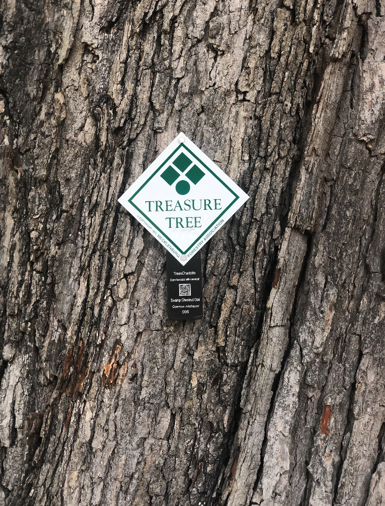 A Jewel in the Queen City's Crown : Treasure Trees - Historic Rosedale